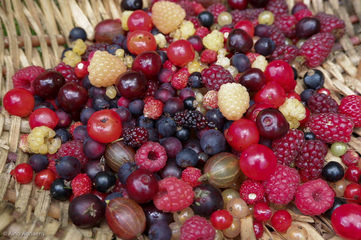 La multiplication des petits fruits - Le Jardin Sauvage