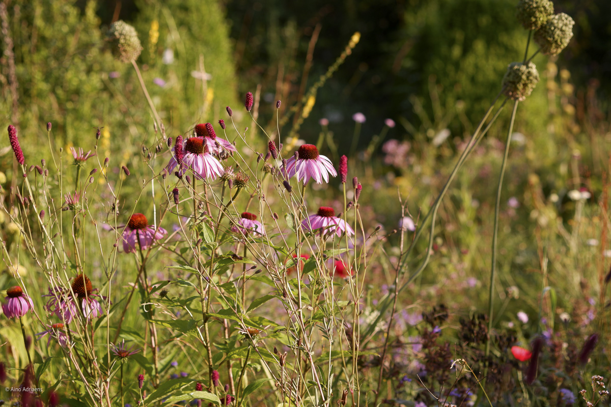 Florilège estival - Le Jardin Sauvage